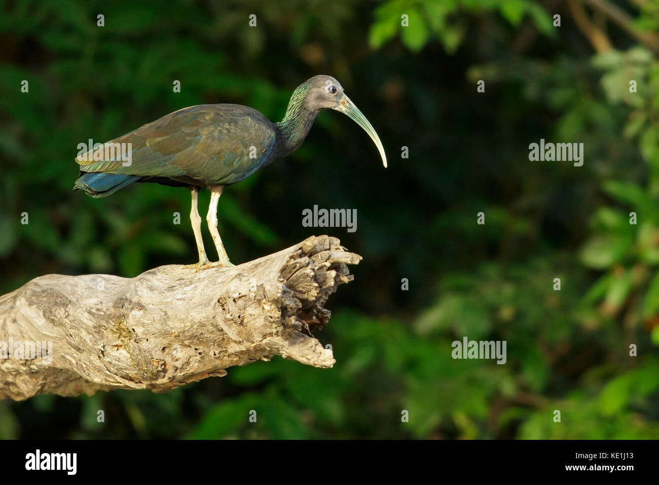 Green Ibis (Mesembrinibis cayennensis) perched on a branch in the ...