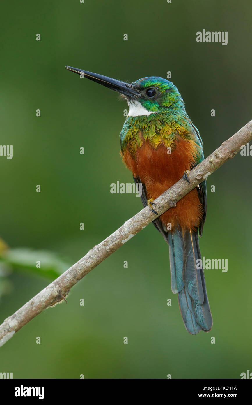 Guyana jacamar hi-res stock photography and images - Alamy