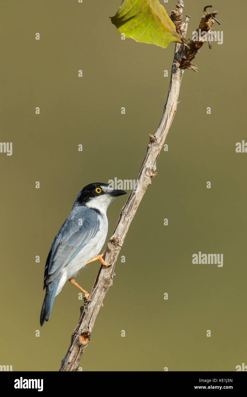 Hooded Tanager (Nemosia pileata) perched on a branch in the grasslands ...