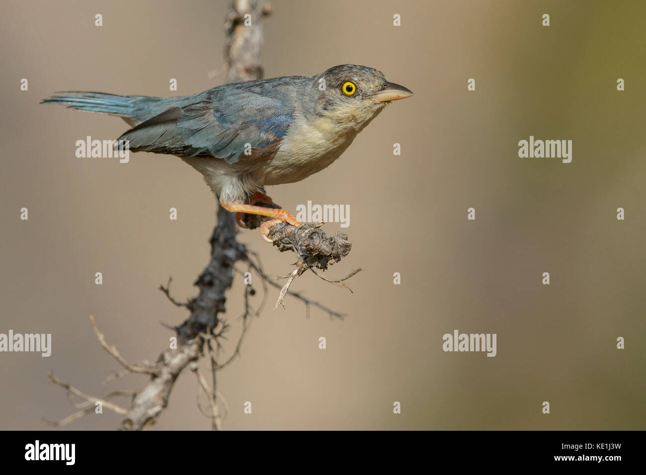 Hooded Tanager (Nemosia pileata) perched on a branch in the grasslands ...