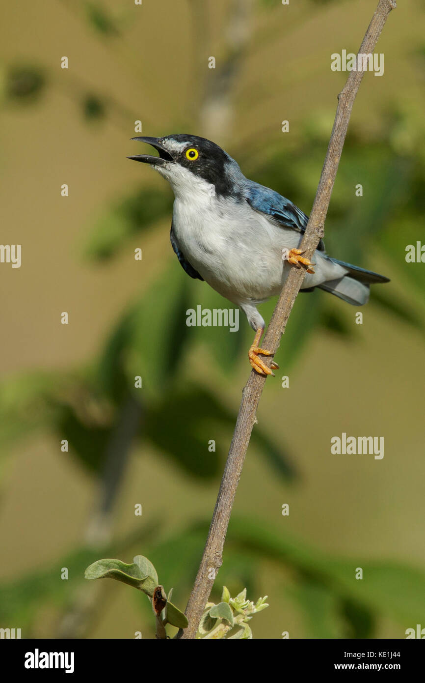Nemosia pileata hi-res stock photography and images - Alamy