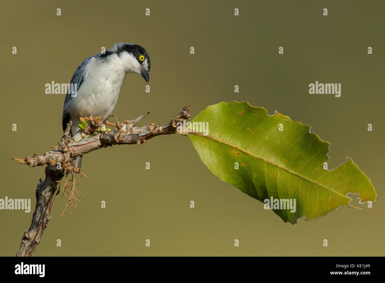 Hooded Tanager (Nemosia pileata) perched on a branch in the grasslands ...