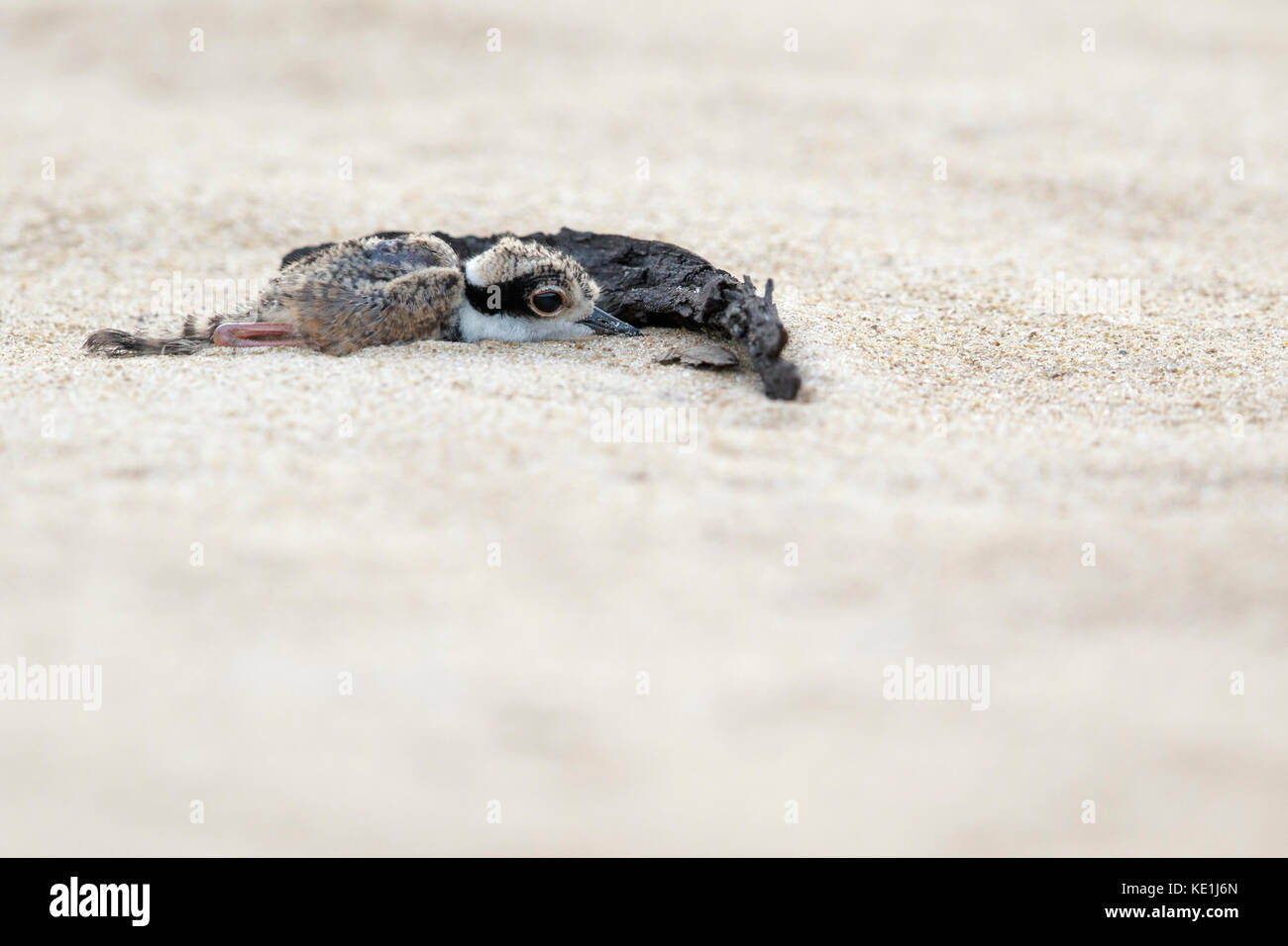Pied Plover (Hoploxypterus cayanus) chick hides from a suspected ...