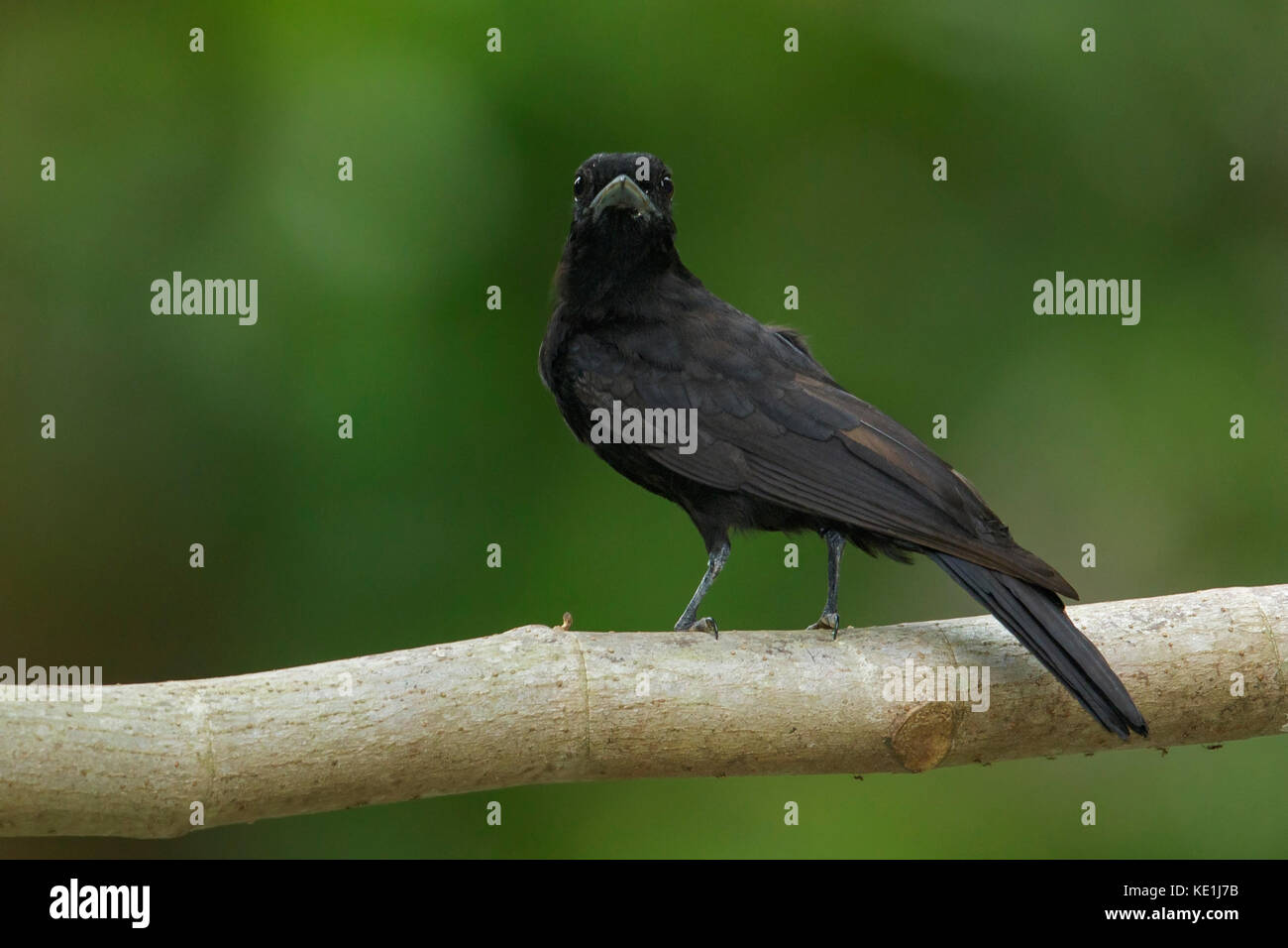 Purple-throated Fruitcrow (Querula purpurata) perched on a branch in ...