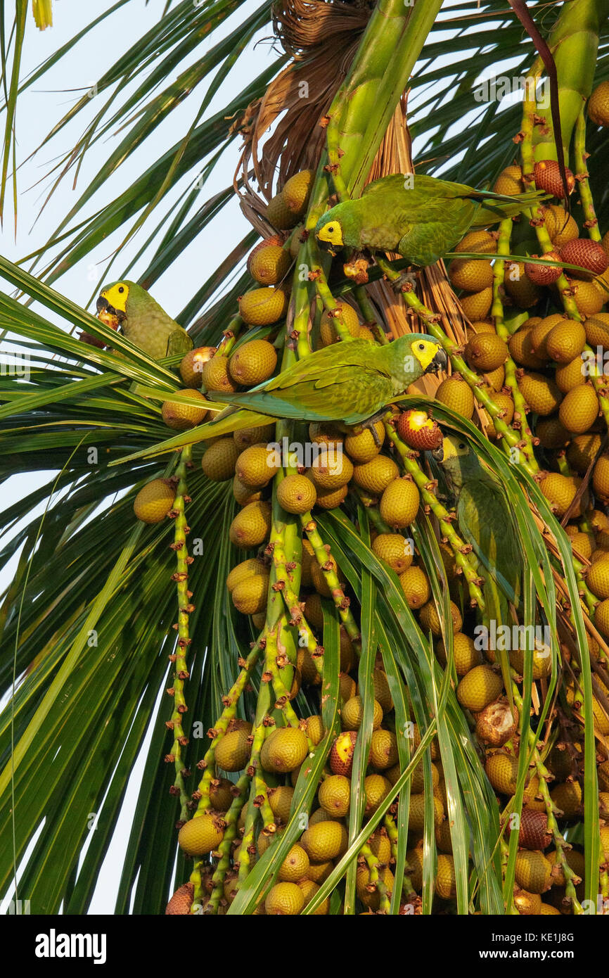 Fruits Grown In Guyana