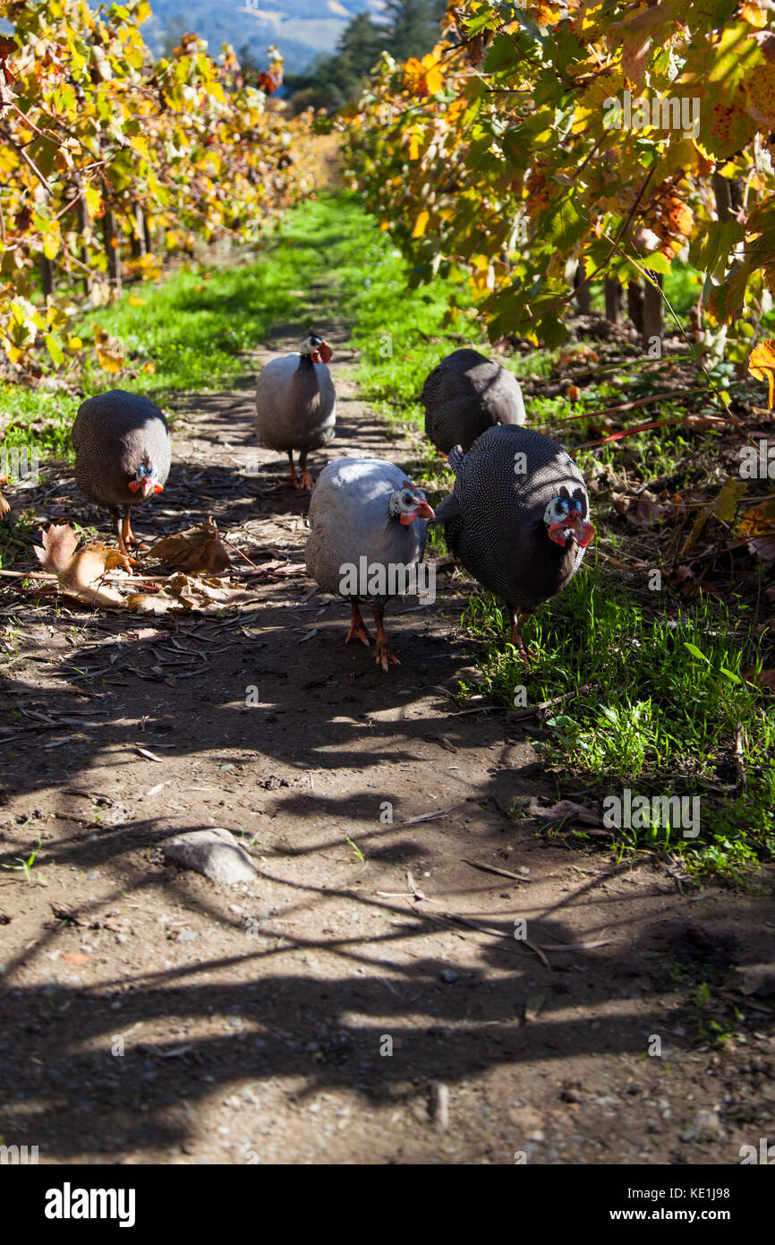 A group of Guiena fowl or chickens are walking through a row of grape ...