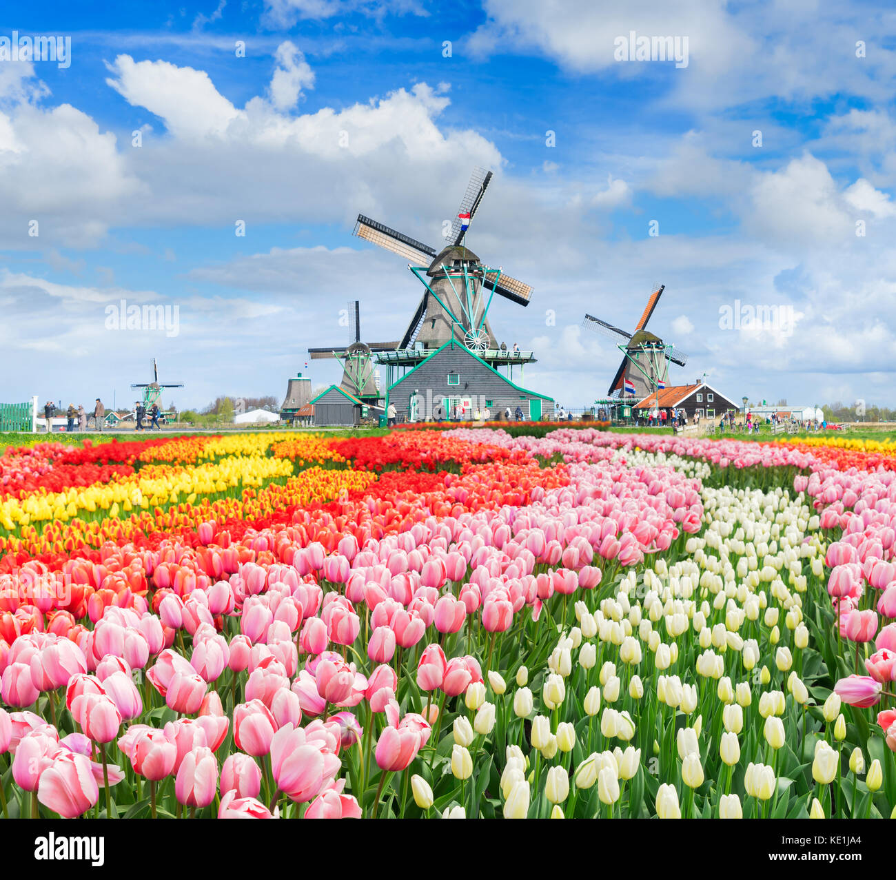 Dutch wind mills Stock Photo - Alamy