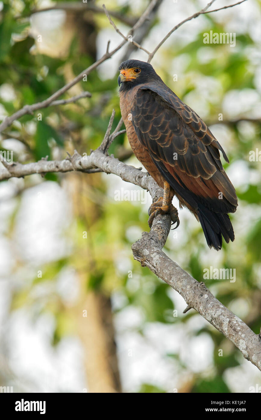 Grasslands hawk hi-res stock photography and images - Alamy