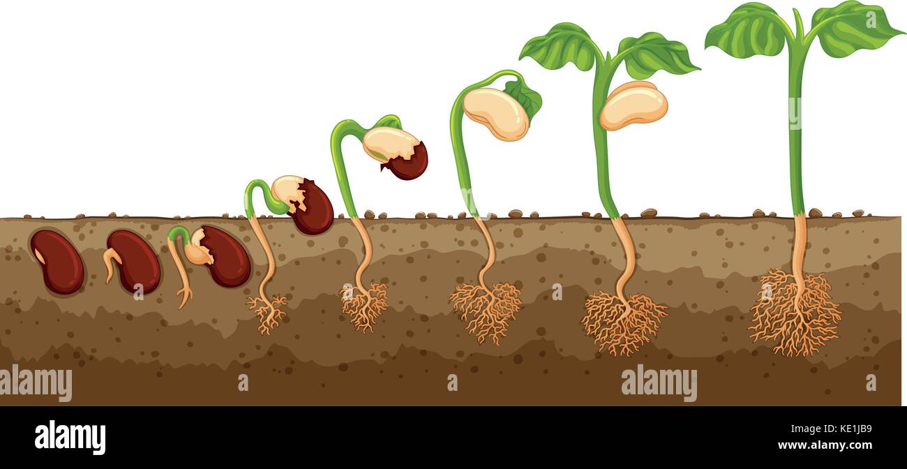 Seed growing into tree illustration Stock Vector Image & Art - Alamy