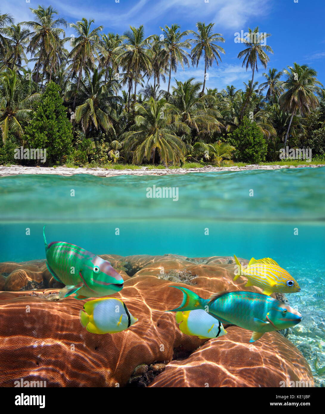 Above below water surface lush hi-res stock photography and images - Alamy