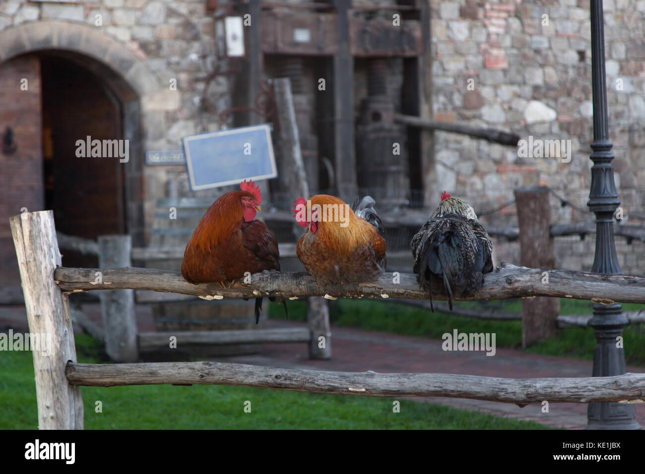 Three roosters with beautiful feathers sitting and napping on an old ...
