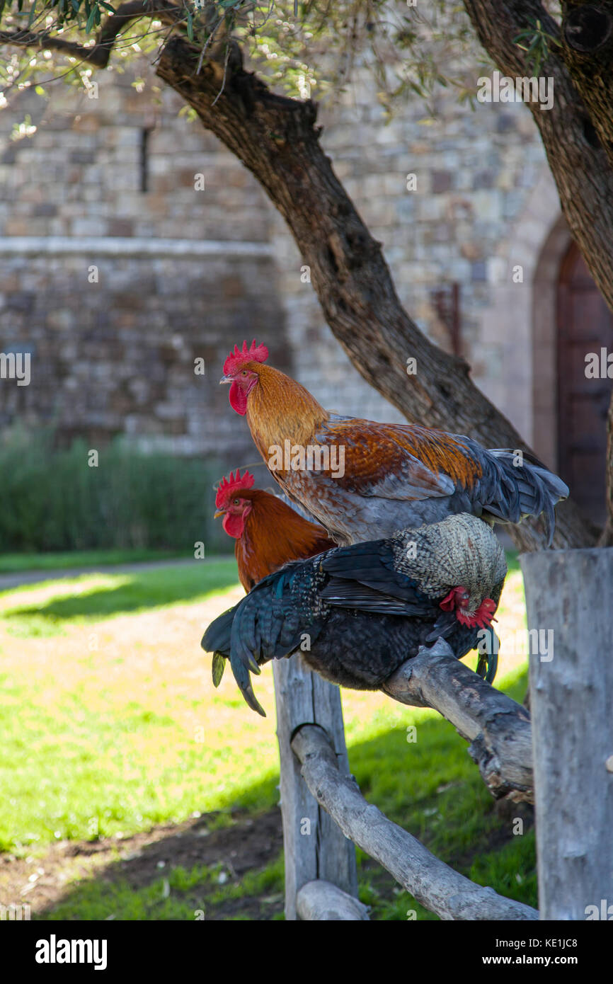 Three roosters with beautiful feathers sitting and grooming on an old ...