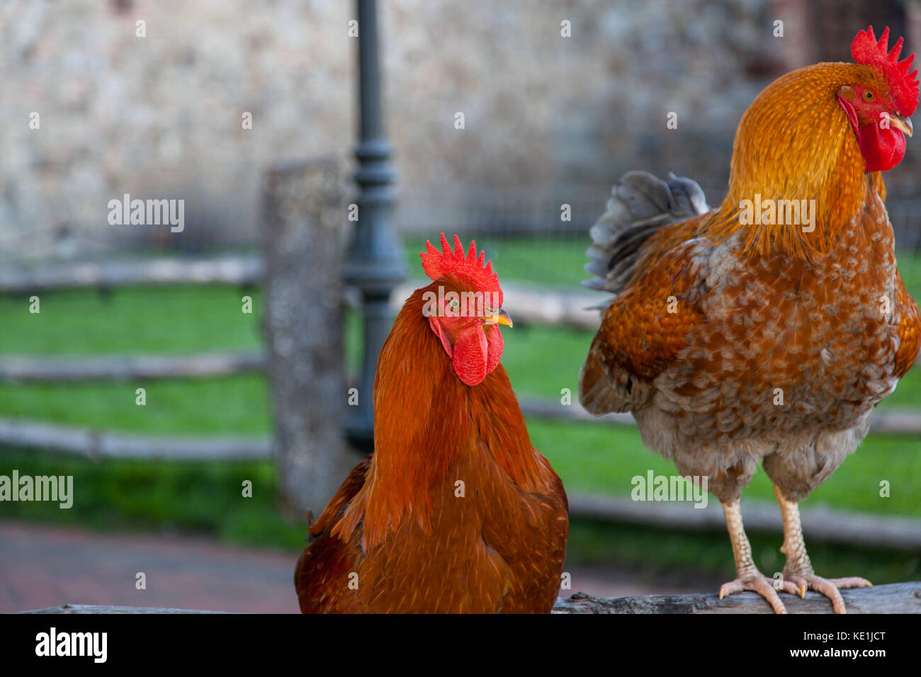 Two roosters on a old wooden fence resting in a castle yard Stock Photo ...