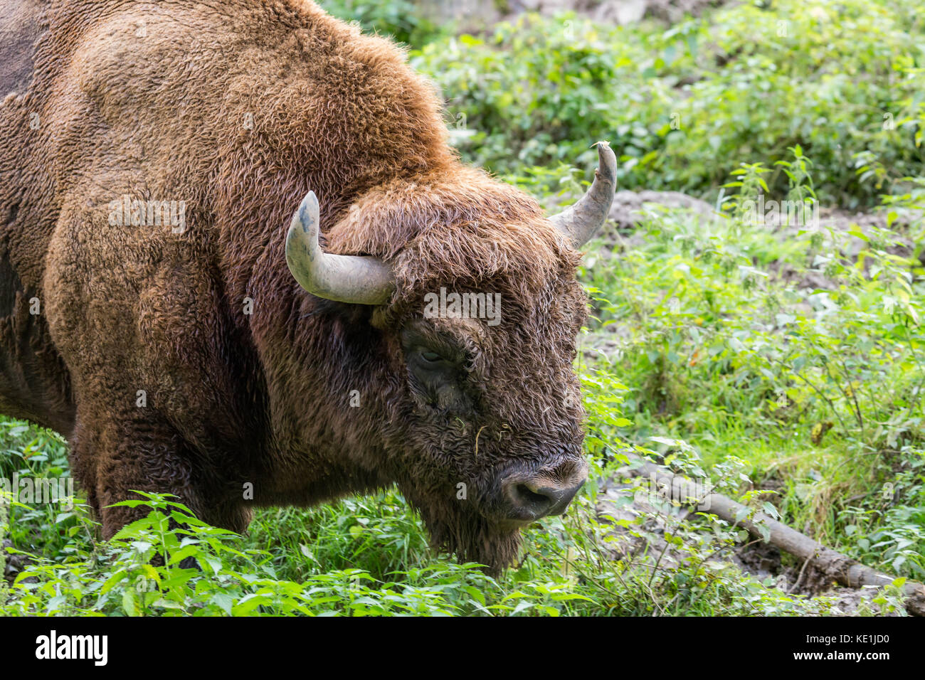 european bison in the wilderness Stock Photo - Alamy
