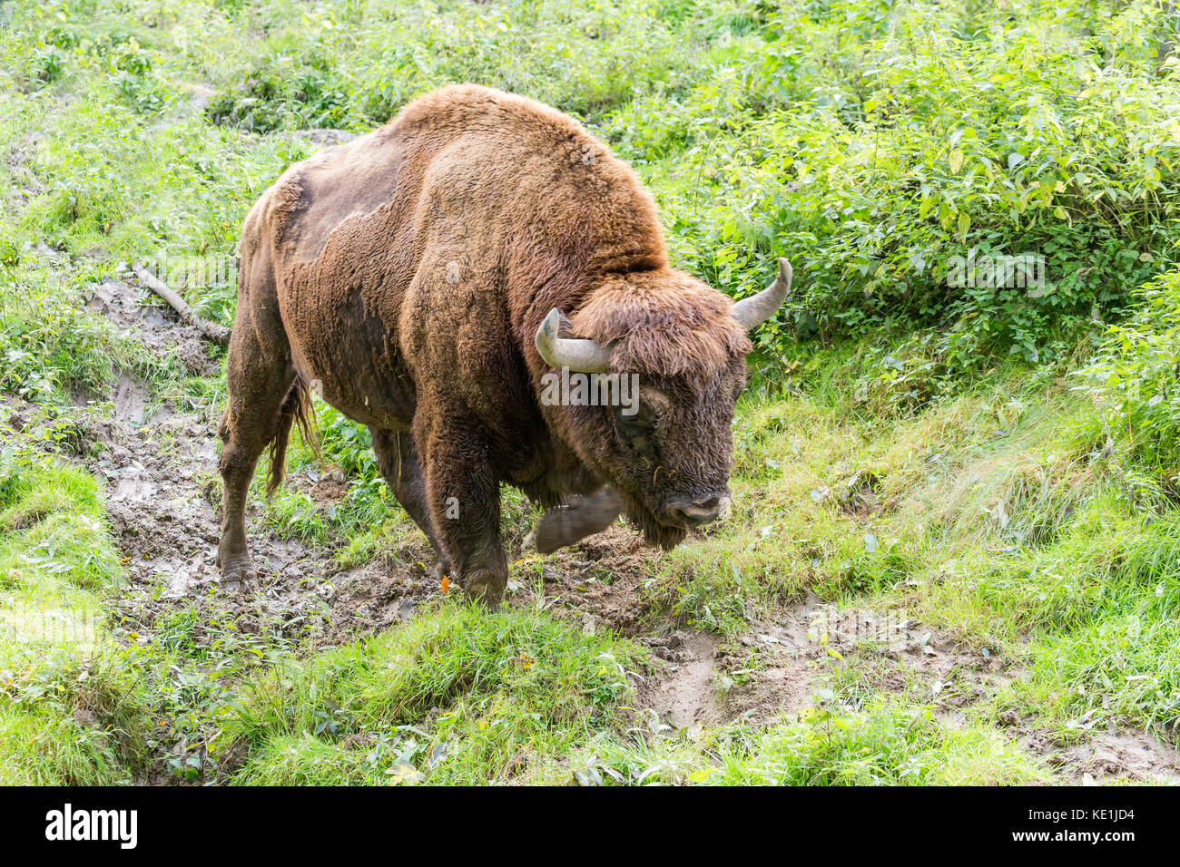 european bison in the wilderness Stock Photo - Alamy