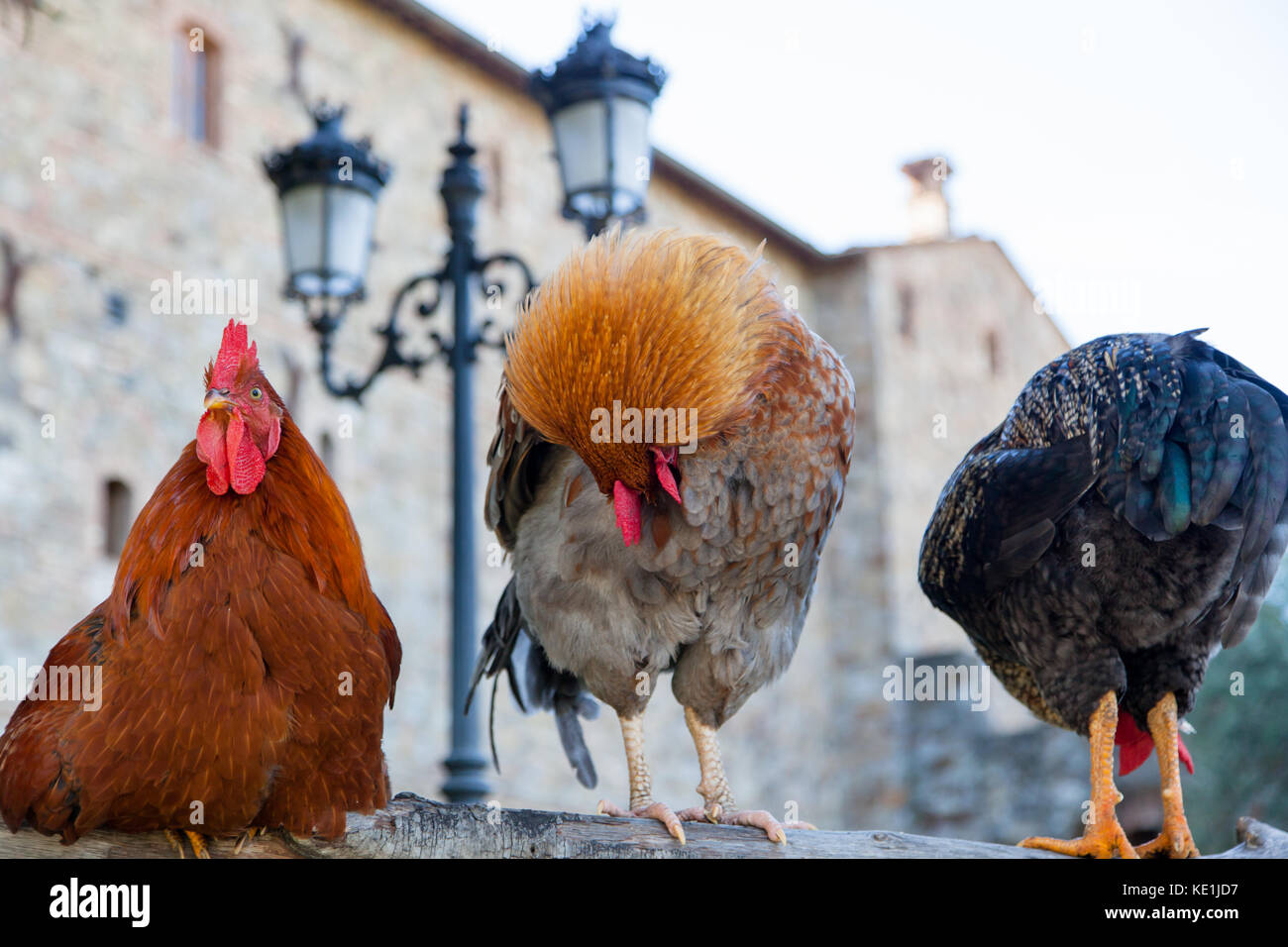 Roosting chickens hi-res stock photography and images - Alamy