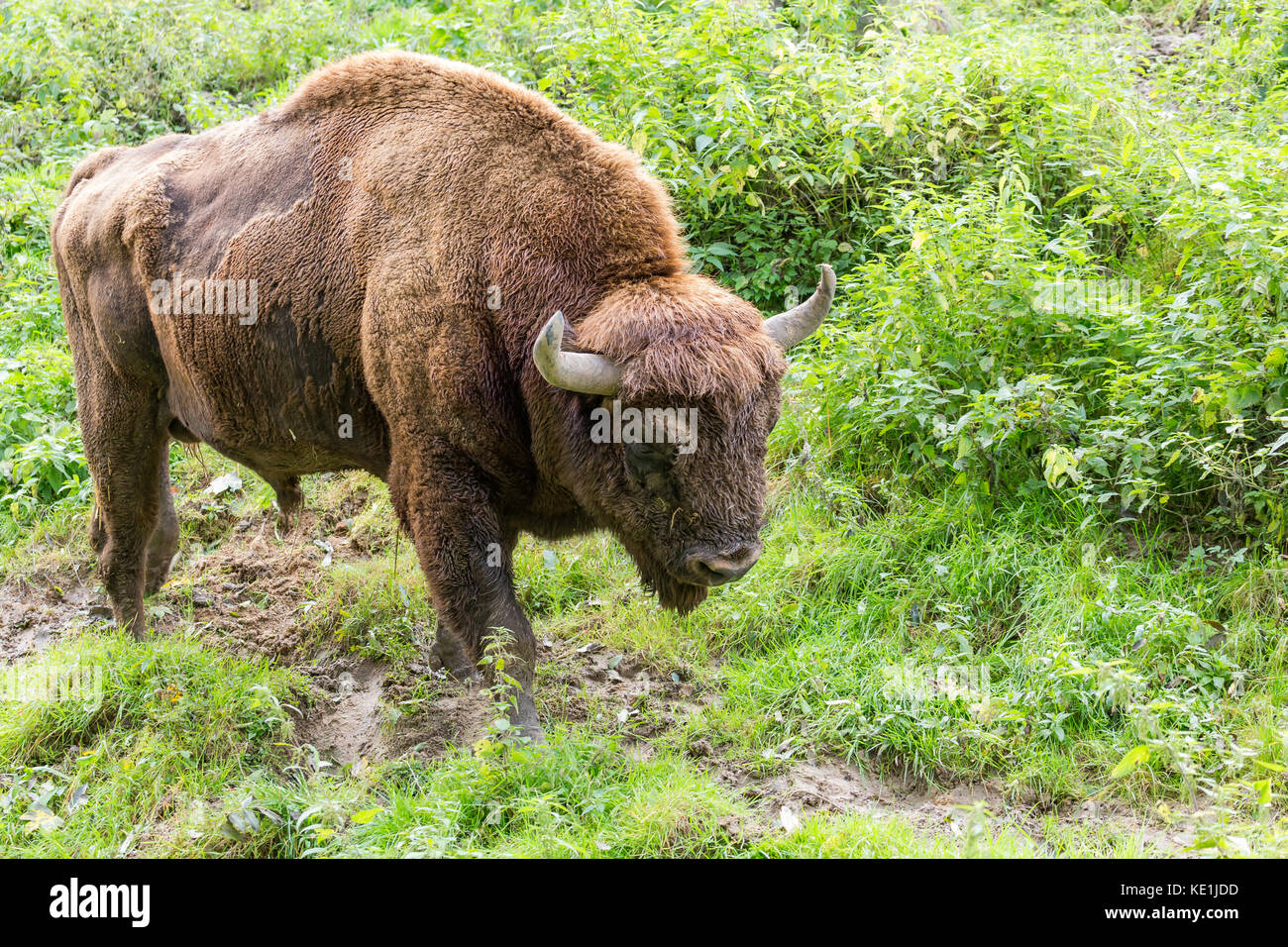 European buffalo european buffalo hi-res stock photography and images ...