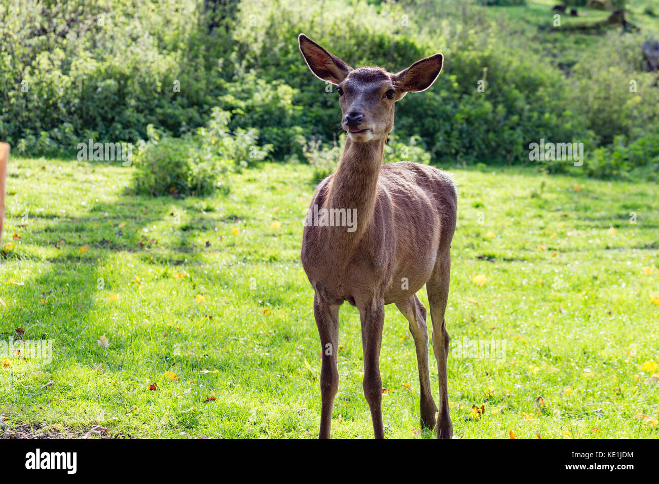 female red deer (doe Stock Photo - Alamy
