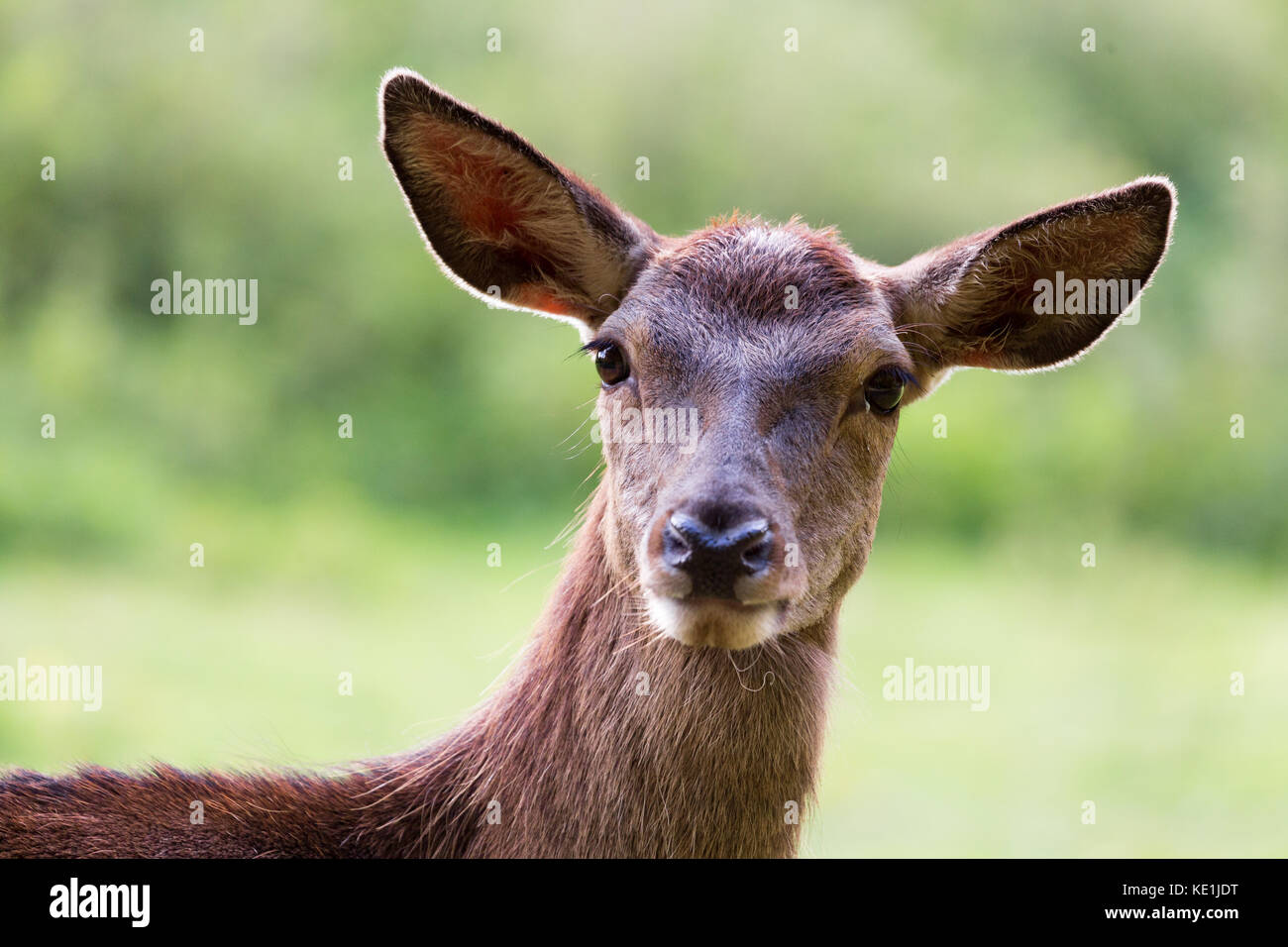 portrait of a female red deer (doe Stock Photo - Alamy