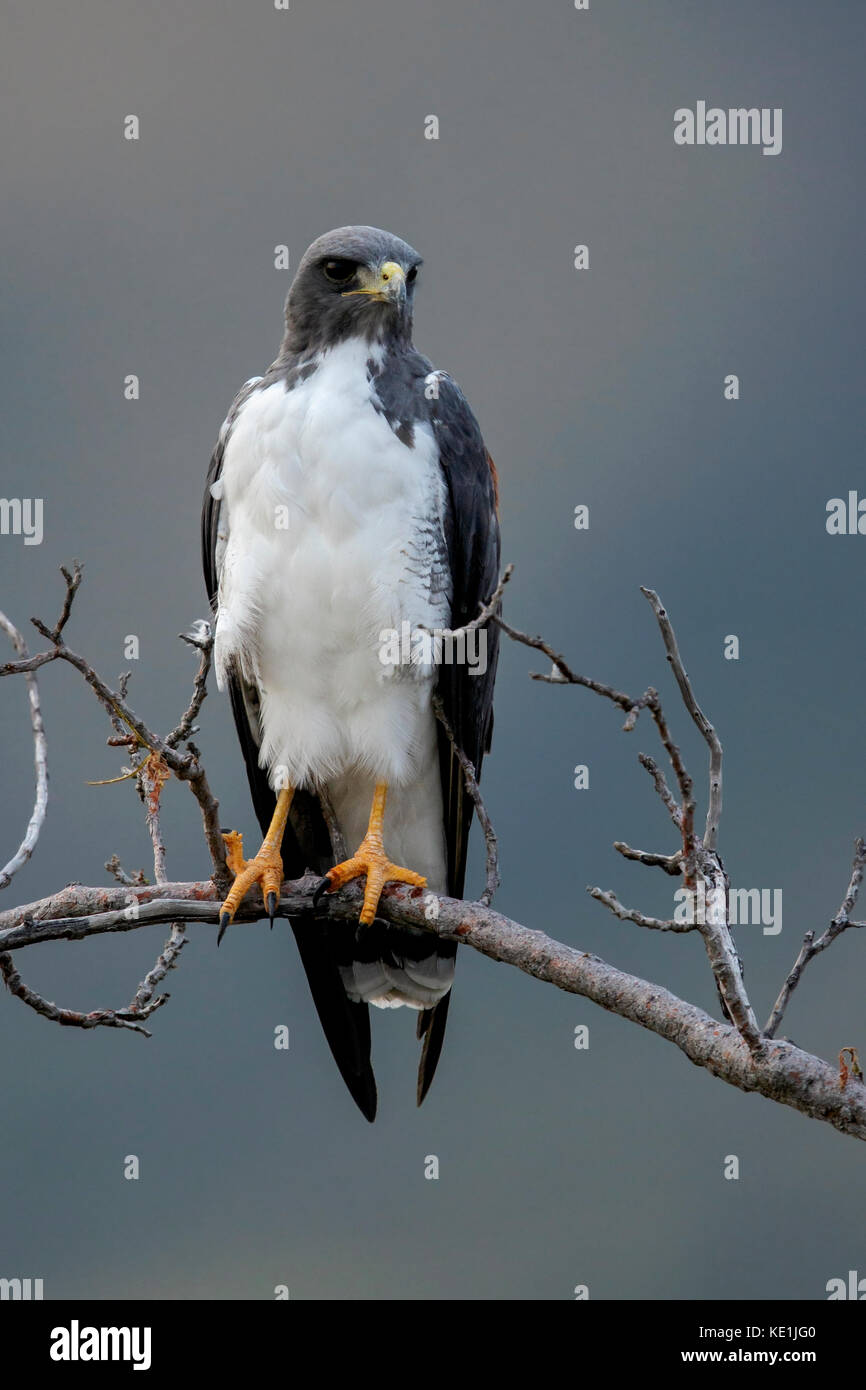 White-tailed Hawk (Geranoaetus albicaudatus) perched on a branch in the ...