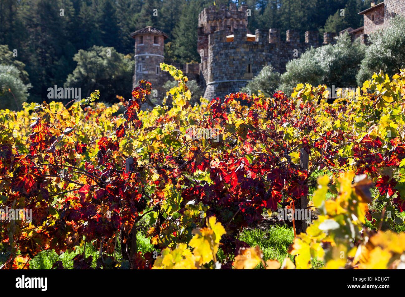Autumn royal grape hi-res stock photography and images - Alamy
