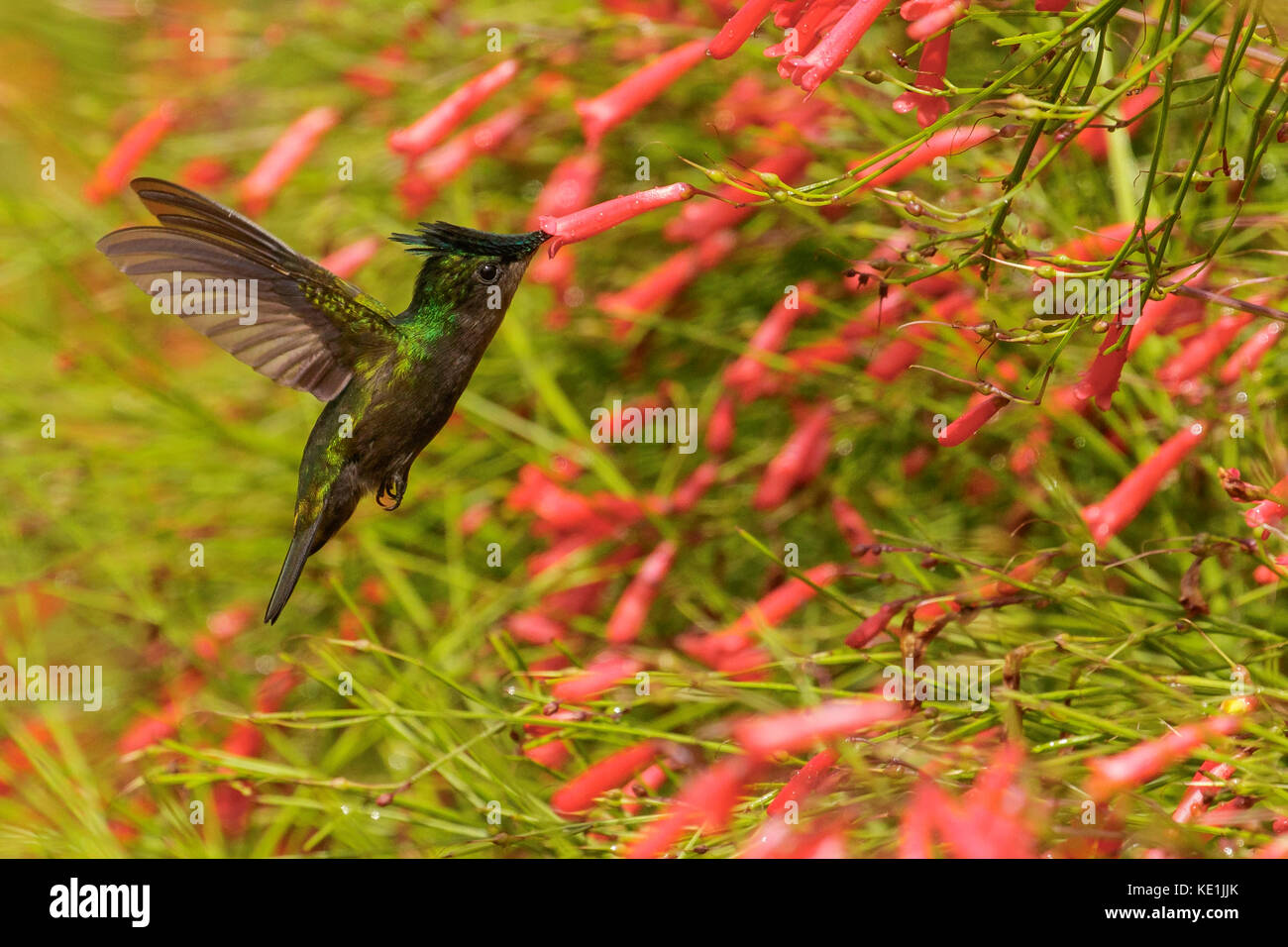 Antillean crested hummingbird (Orthorhyncus cristatus) flying and ...