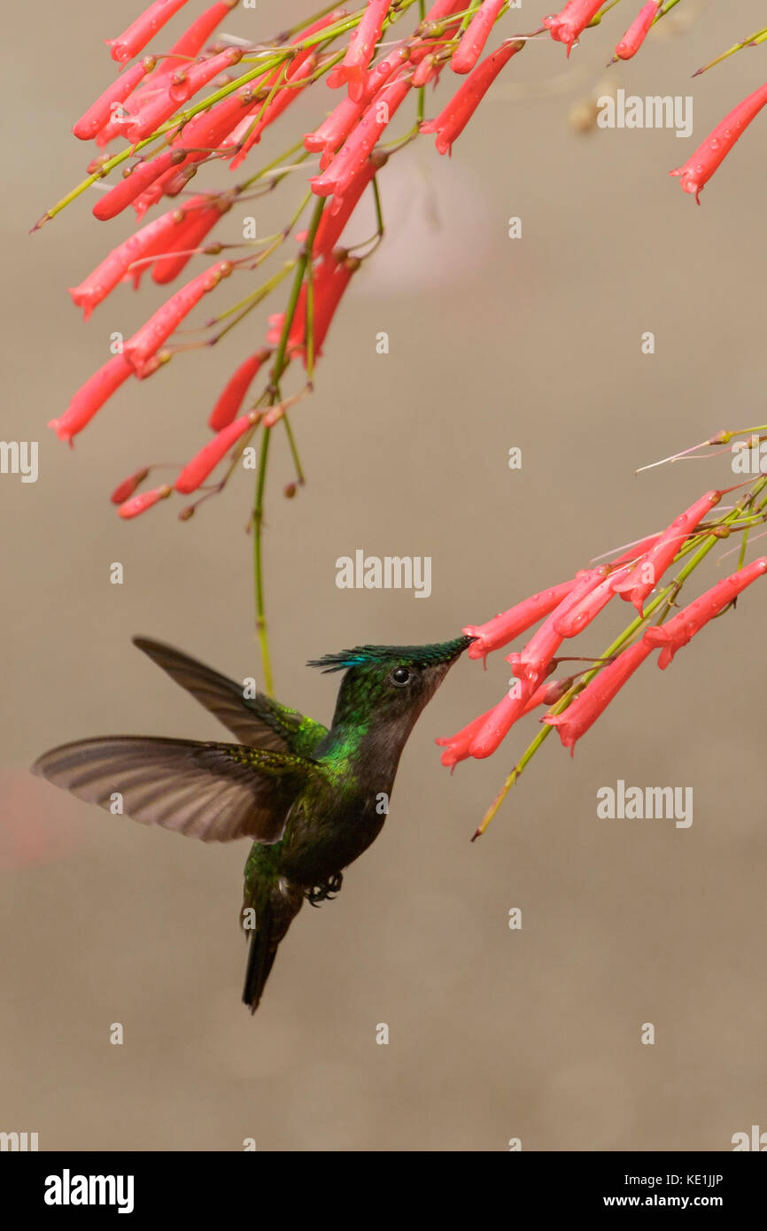 Antillean crested hummingbird (Orthorhyncus cristatus) flying and ...