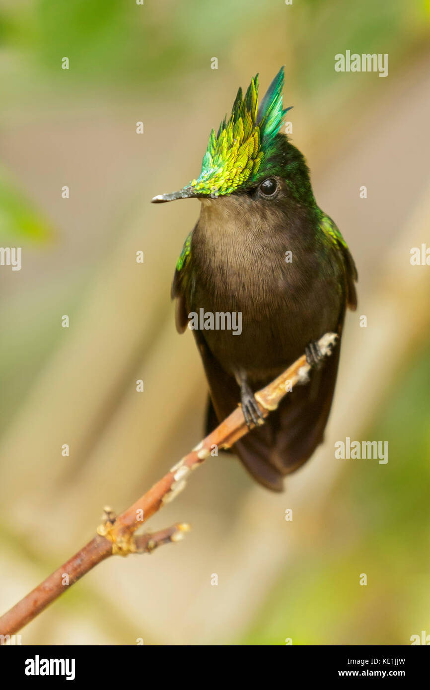 Antillean crested hummingbird (Orthorhyncus cristatus) perched on a ...