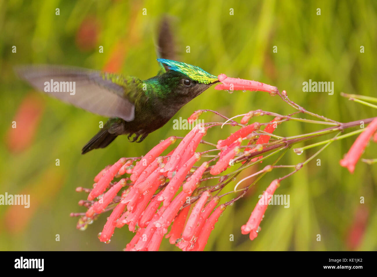 Antillean crested hummingbird (Orthorhyncus cristatus) flying and ...