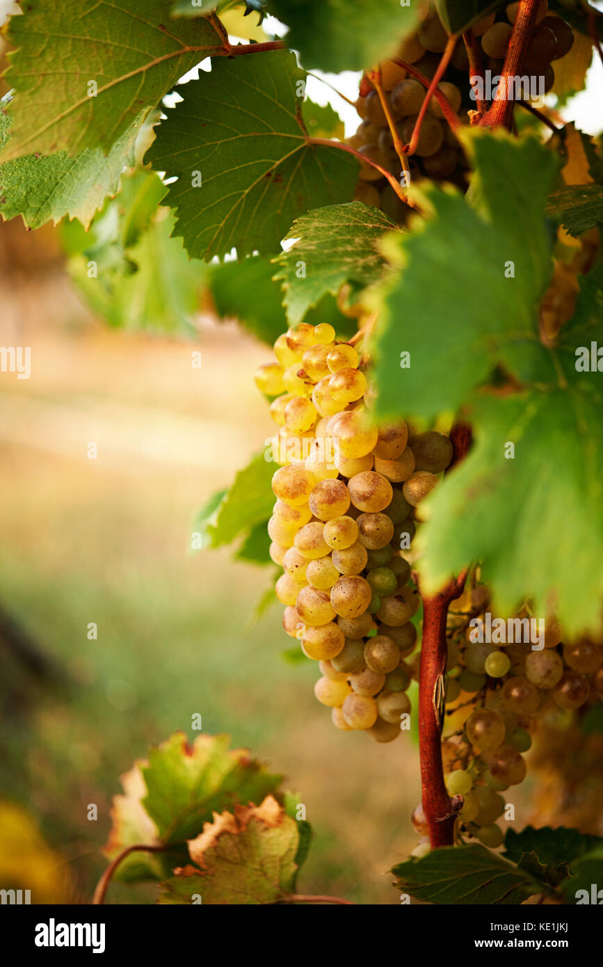 green grapes in vine. morning sun light Stock Photo - Alamy