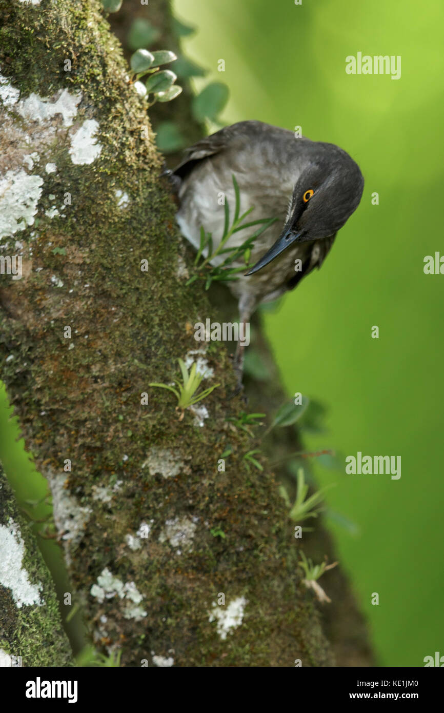 Gray Trembler (Cinclocerthia gutturalis) perched on a branch on the ...