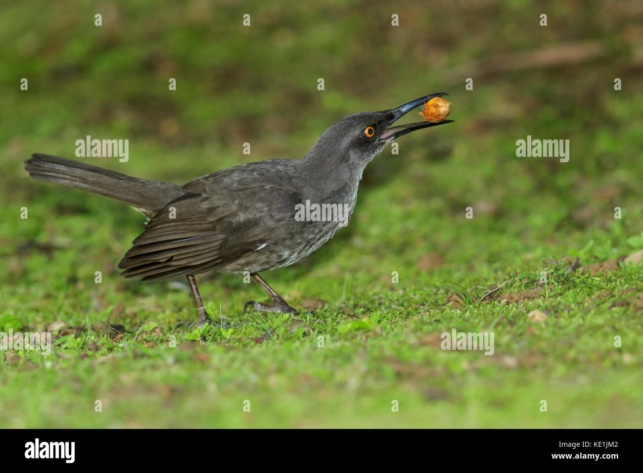 Gray Trembler (Cinclocerthia gutturalis) perched on the ground on the ...