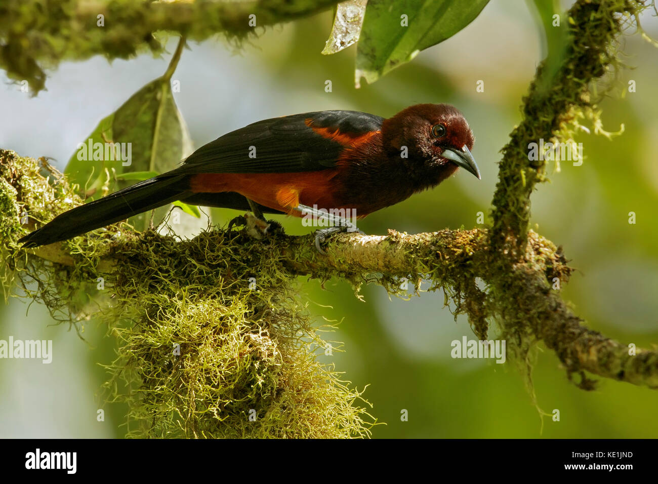 Animals of the caribbean hi-res stock photography and images - Alamy