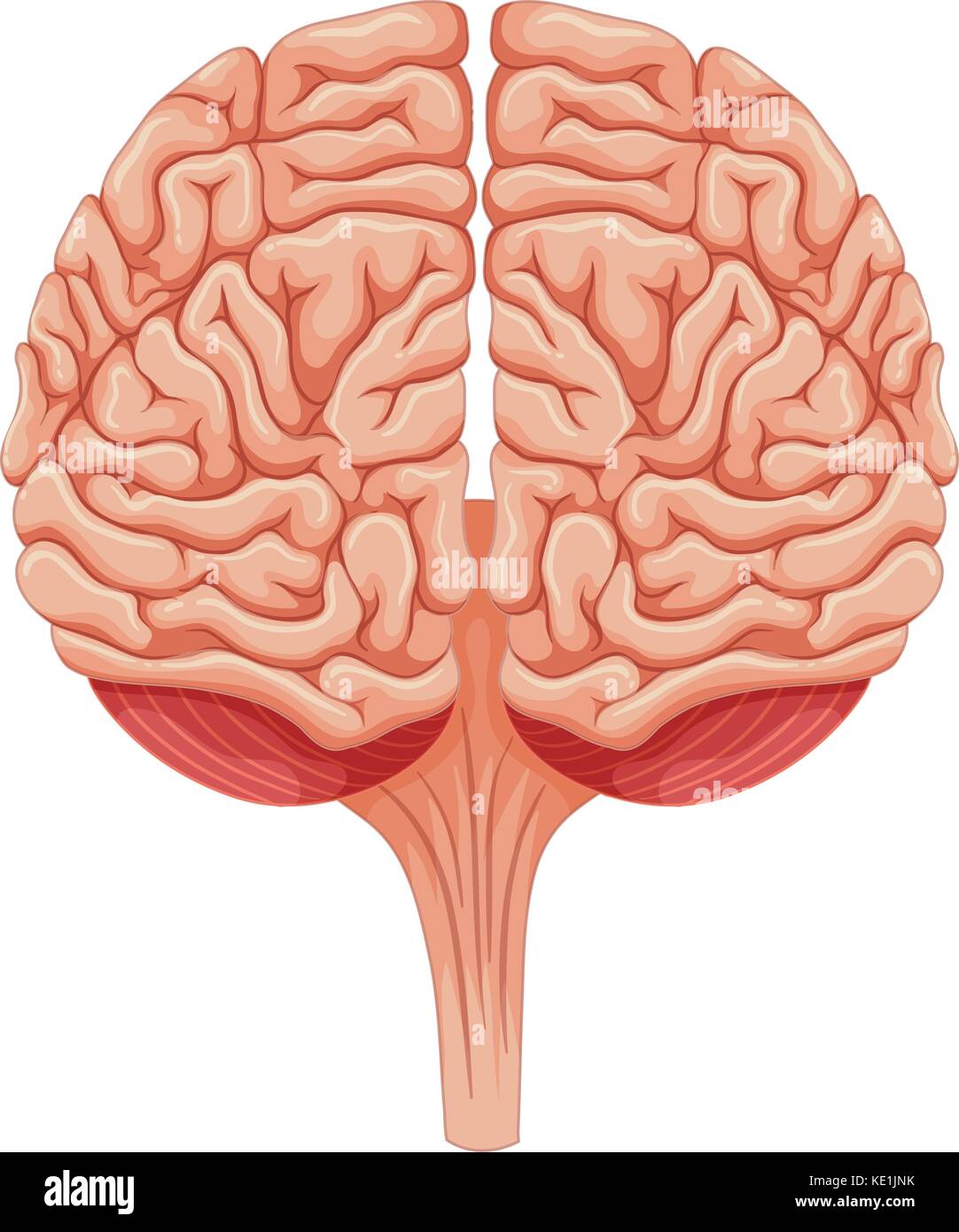 Close up human brain illustration Stock Vector Image & Art - Alamy
