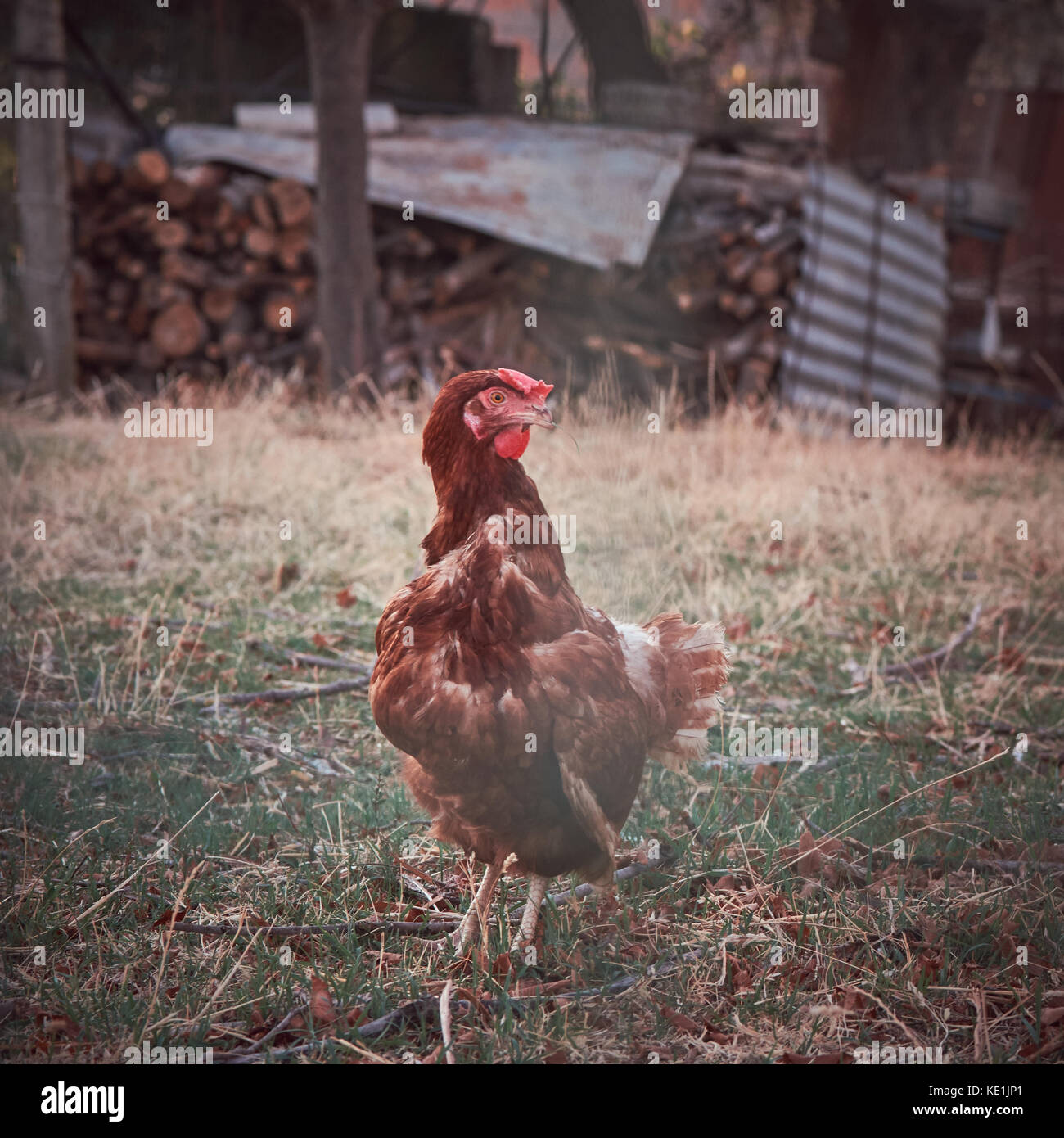Chickens on a farm Stock Photo - Alamy
