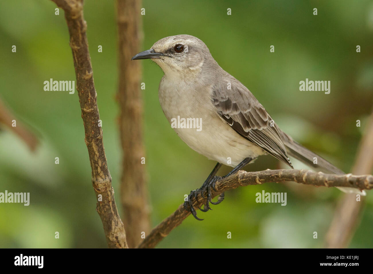 Tropical Mockingbird (Mimus gilvus tobagensis) perched on a branch on ...