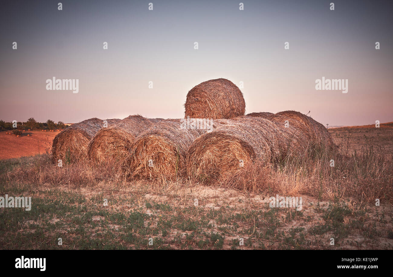 Old hay bales in rural field Stock Photo - Alamy