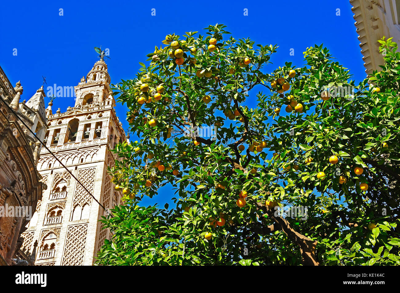 Orange tree and Cathedral of Saint Mary of the See, Seville Cathedral ...