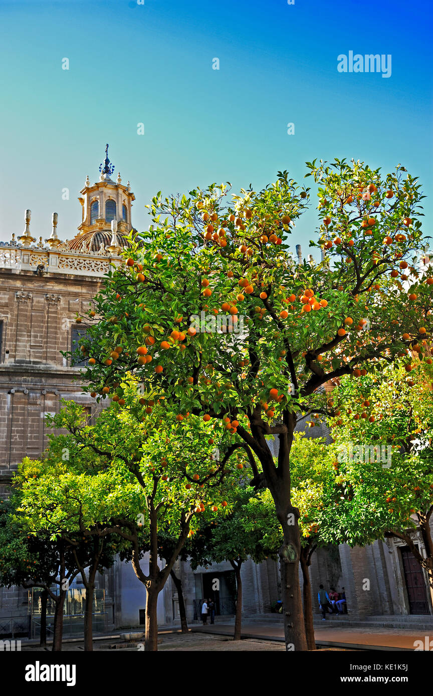 orange tree and Cathedral of Saint Mary of the See with orange tree ...