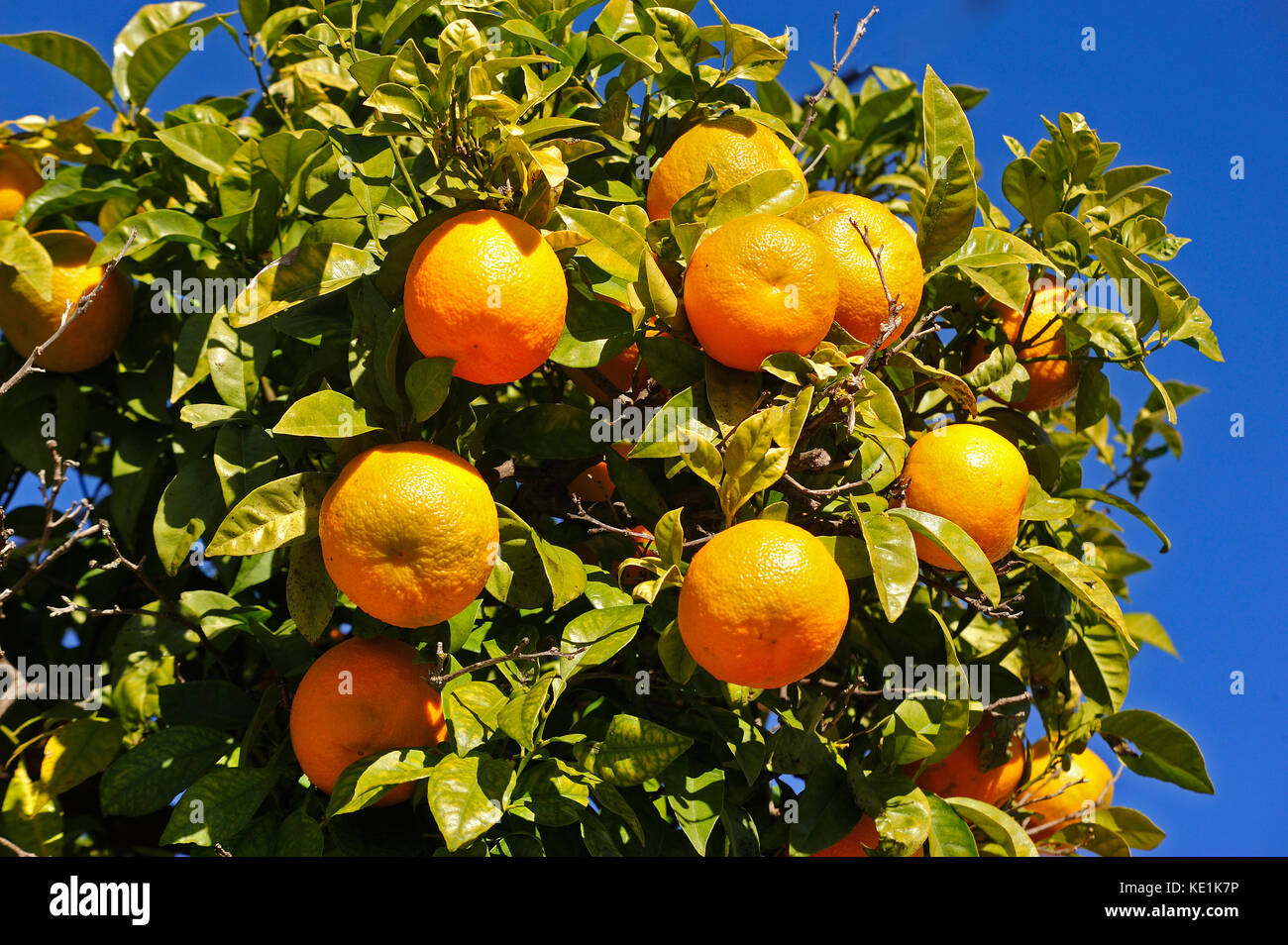 Portuguese fruit trees hi-res stock photography and images - Alamy