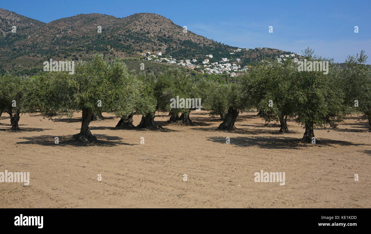 Olive trees spain hi-res stock photography and images - Alamy