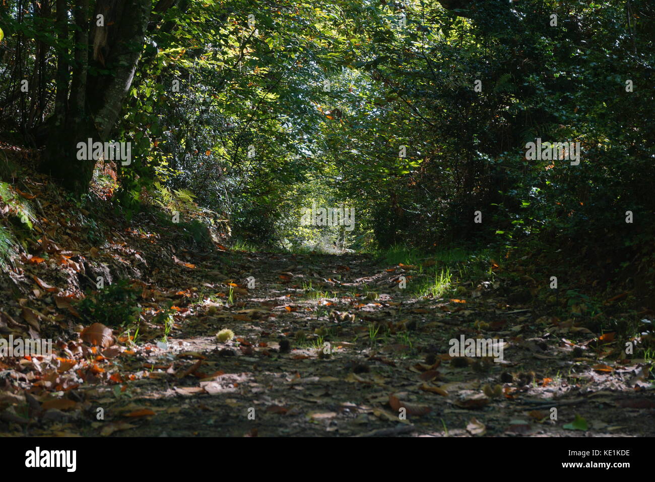 Lush foliage shades a footpath in the forest, Mortemart, Haute-Vienne ...