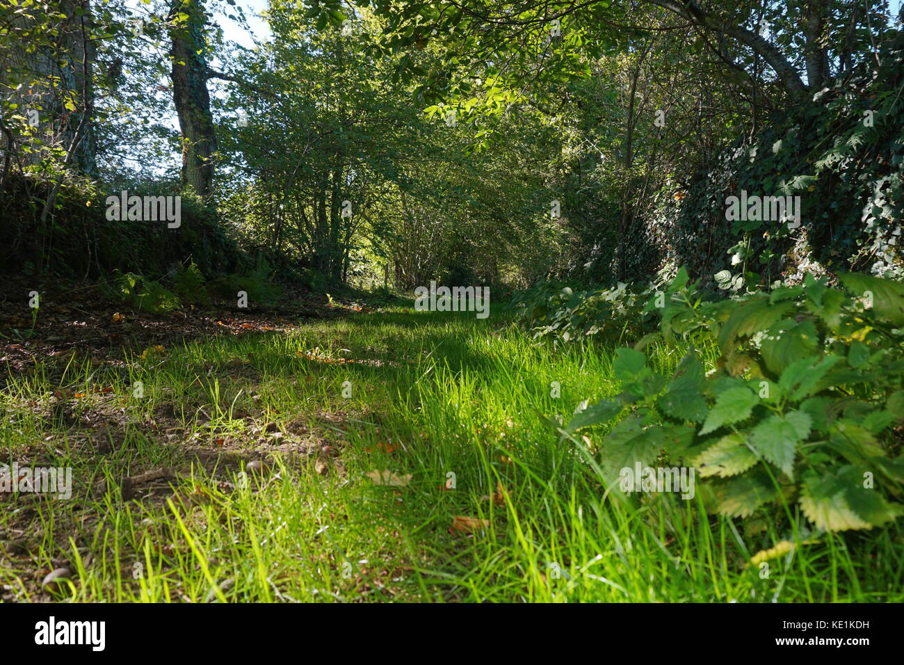 Rural footpath with green vegetation, Mortemart, Haute-Vienne, Limousin ...