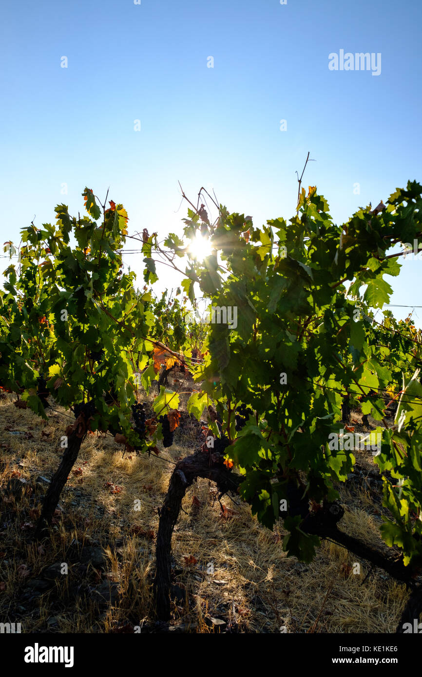 Grapes on a vineyard in the Douro region of Portugal Stock Photo - Alamy