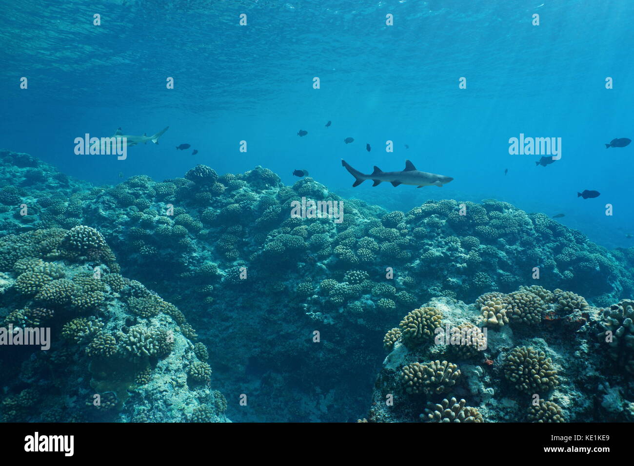 Underwater seascape sea life on the outer coral reef of Huahine island ...