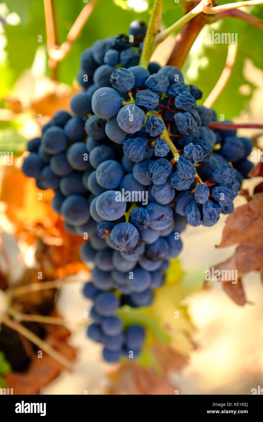 Picking grapes portugal hi-res stock photography and images - Alamy