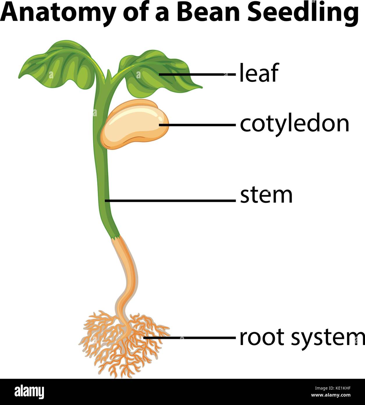 Anatomy of bean seedling on chart illustration Stock Vector Image & Art ...