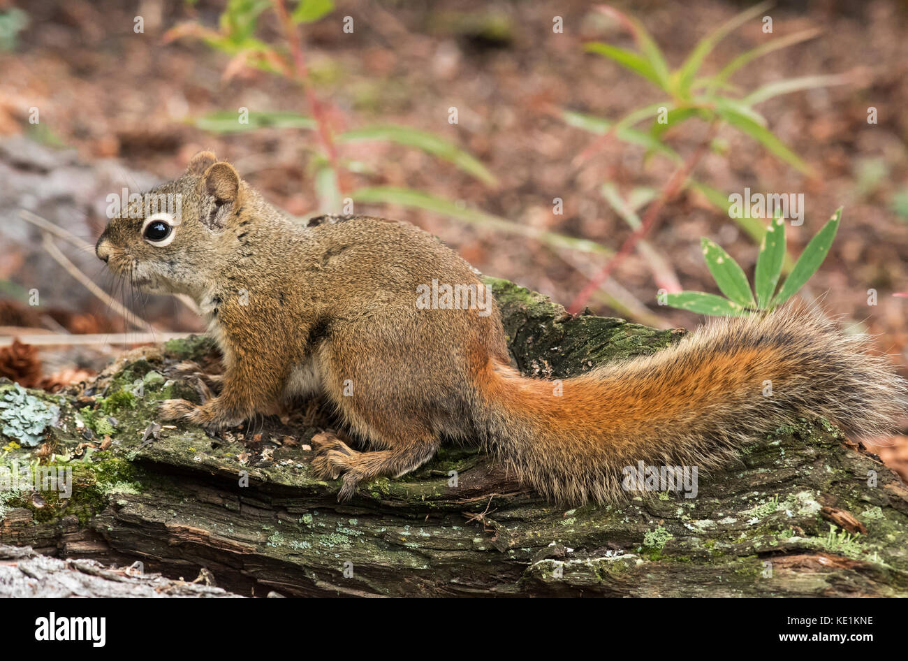 American Red Tree Squirrel, Alaska Range Mountains, Alaska Stock Photo ...