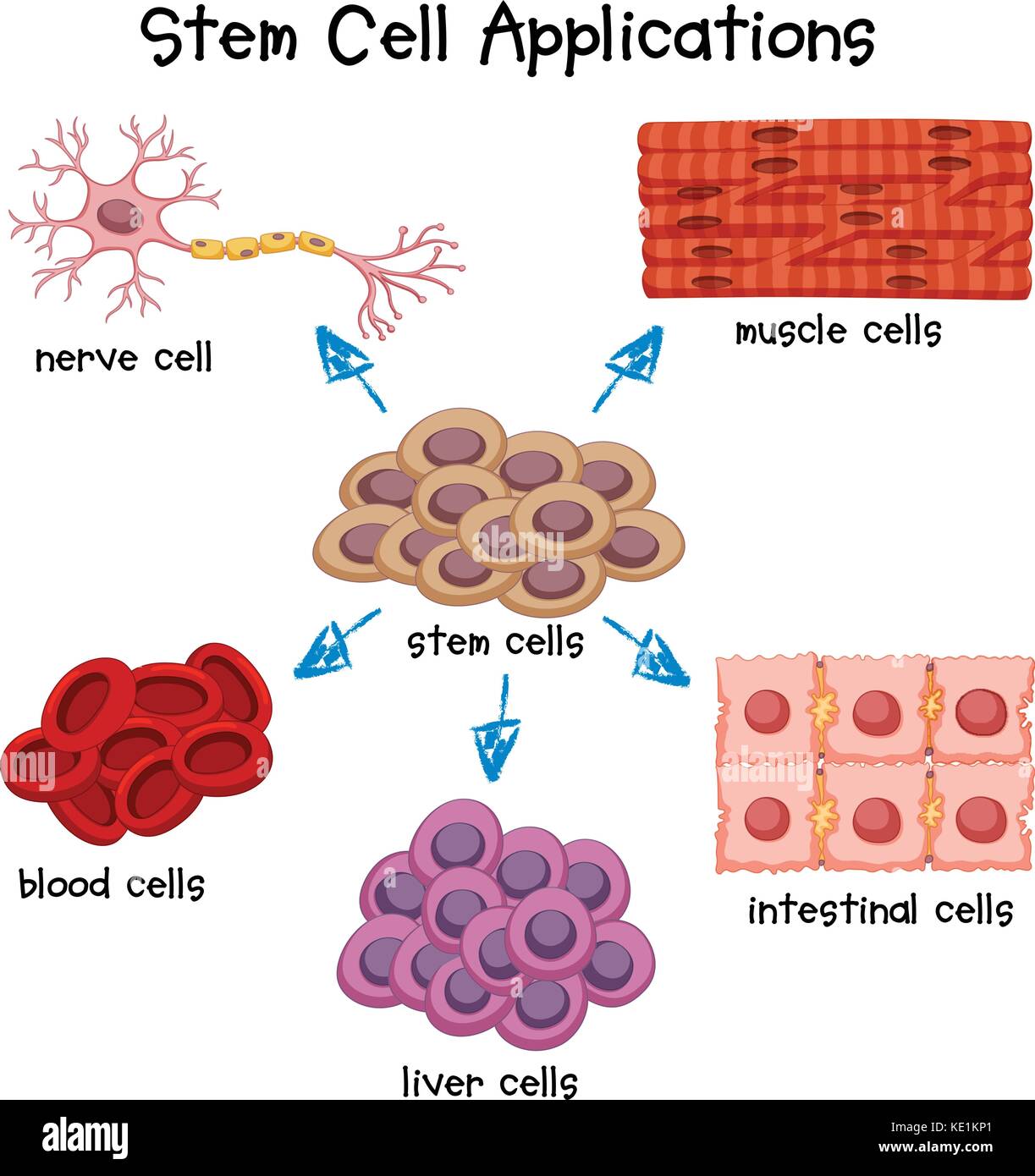 Muscle Cell Stock Photos & Muscle Cell Stock Images - Alamy