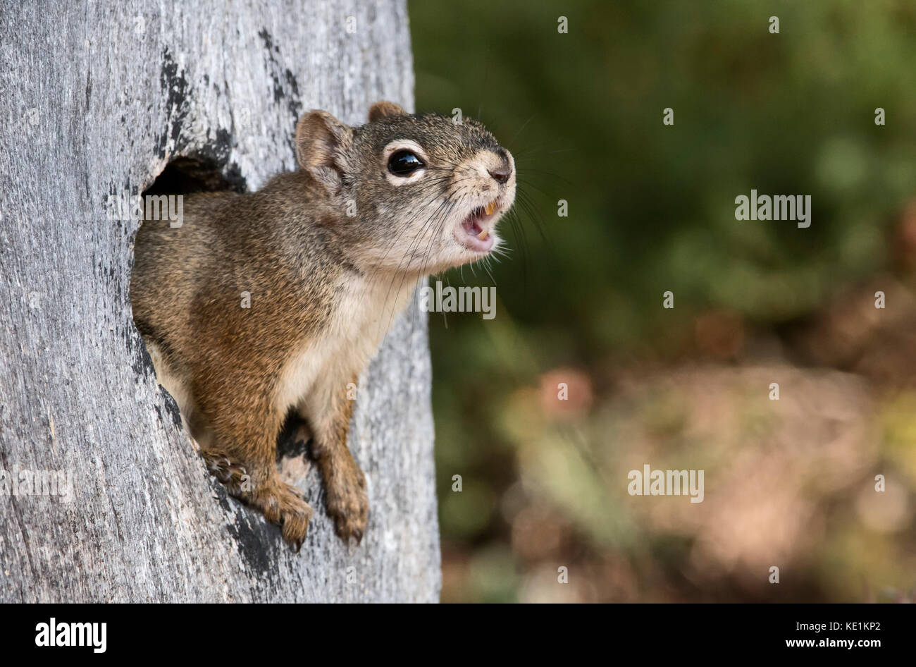 American Red Tree Squirrel, Alaska Range Mountains, Alaska Stock Photo ...